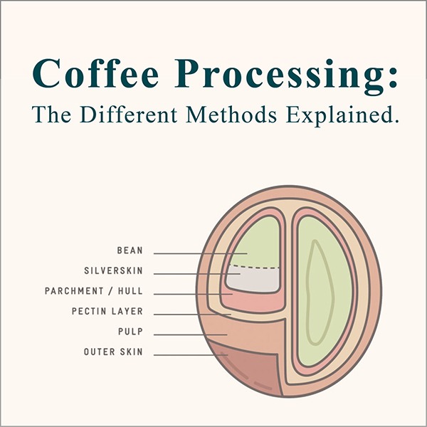 Coffee Processing: The Different Methods Explained - Adams & Russell ...